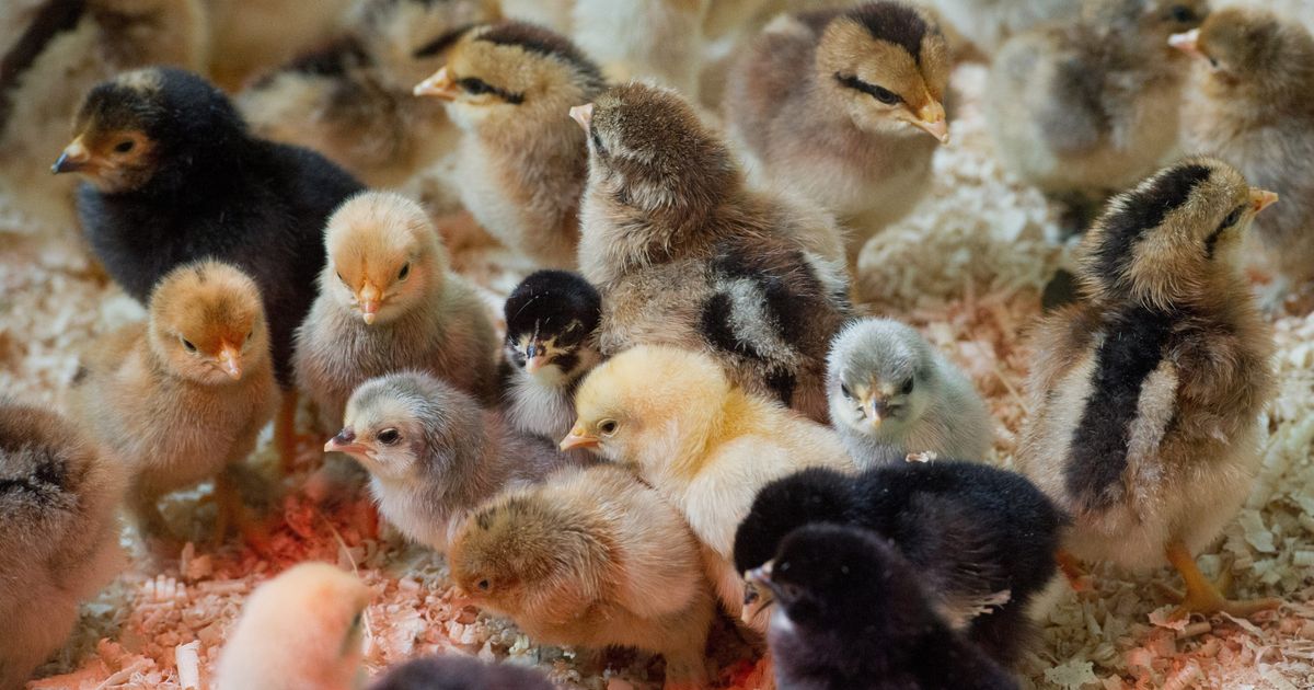 I pulcini neonati sanno riconoscere i volti