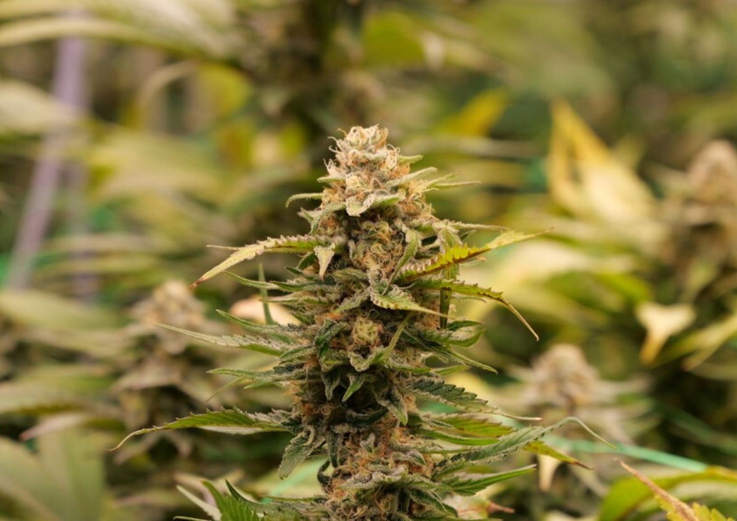 Dubbi sul legame tra cannabis e cambiamenti cerebrali