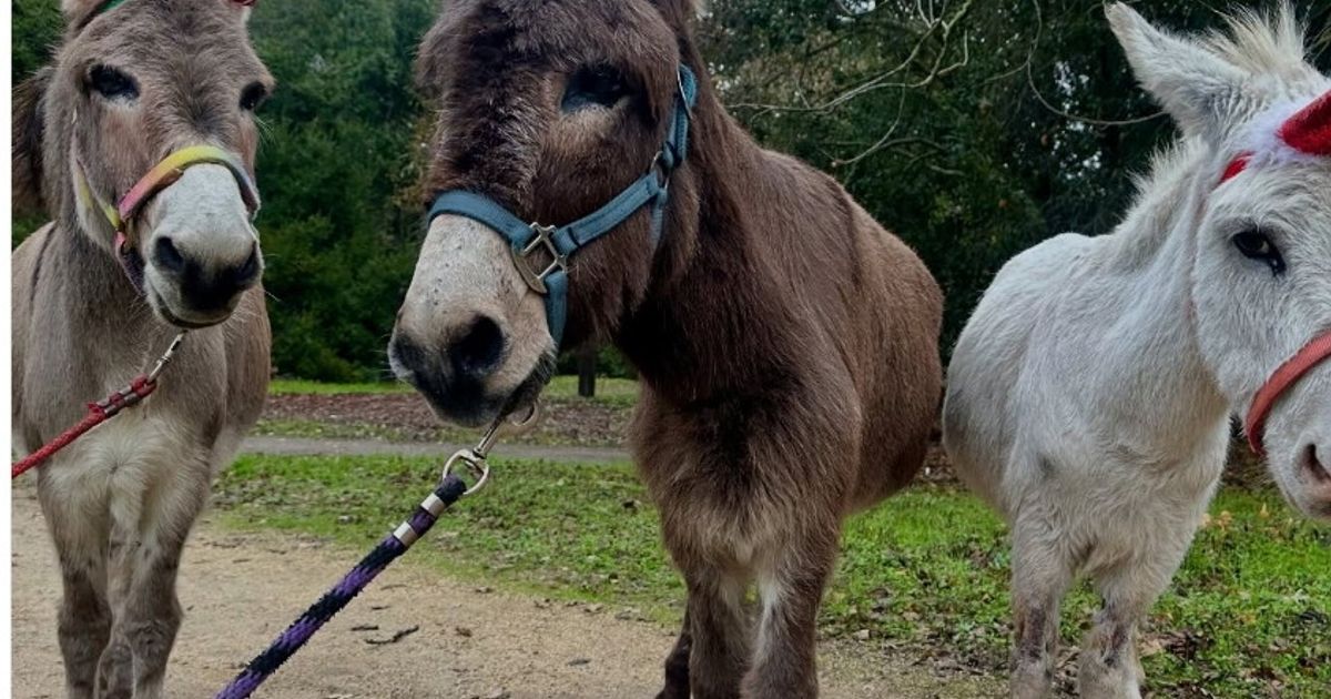 Goodbye Donkey, Perry the donkey who inspired the character of Shrek ...