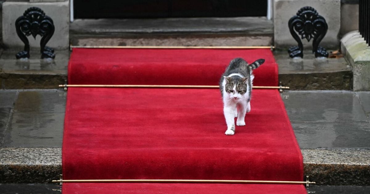 Larry, gatto di Downing Street fa lo “sgambetto” al vertice Nato