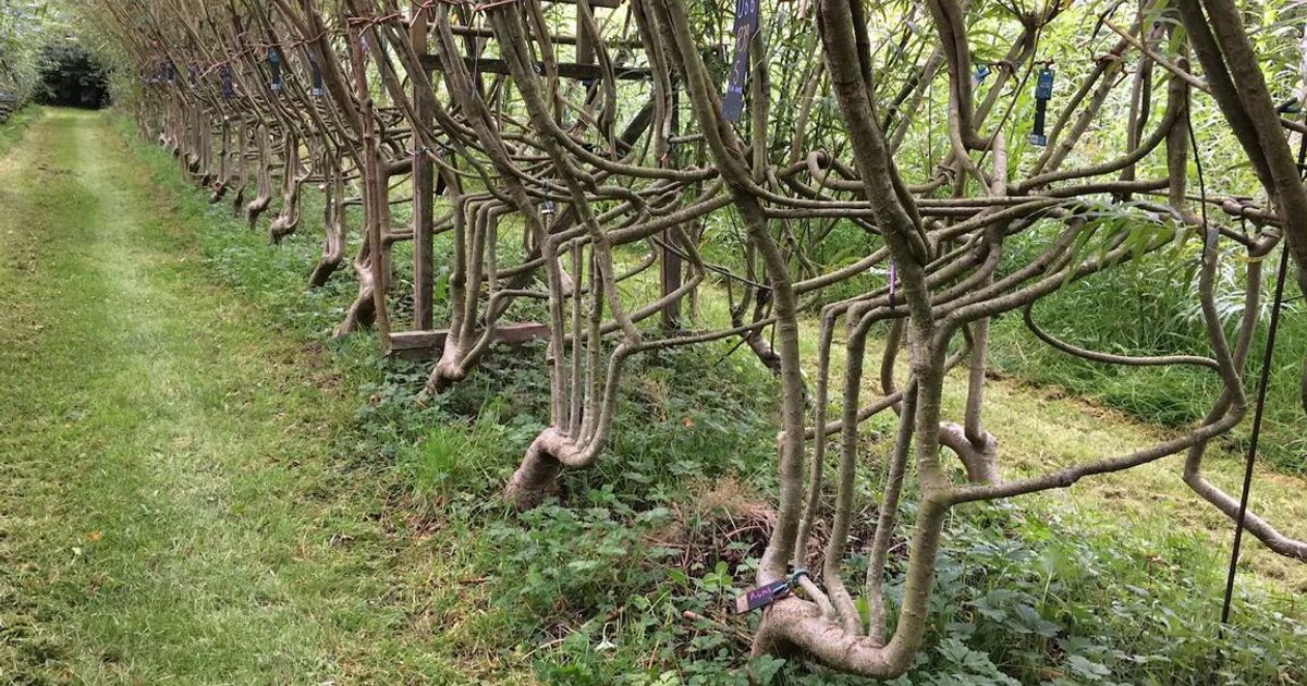 Coltivano sedie in giardino (e le vendono a 80mila euro)