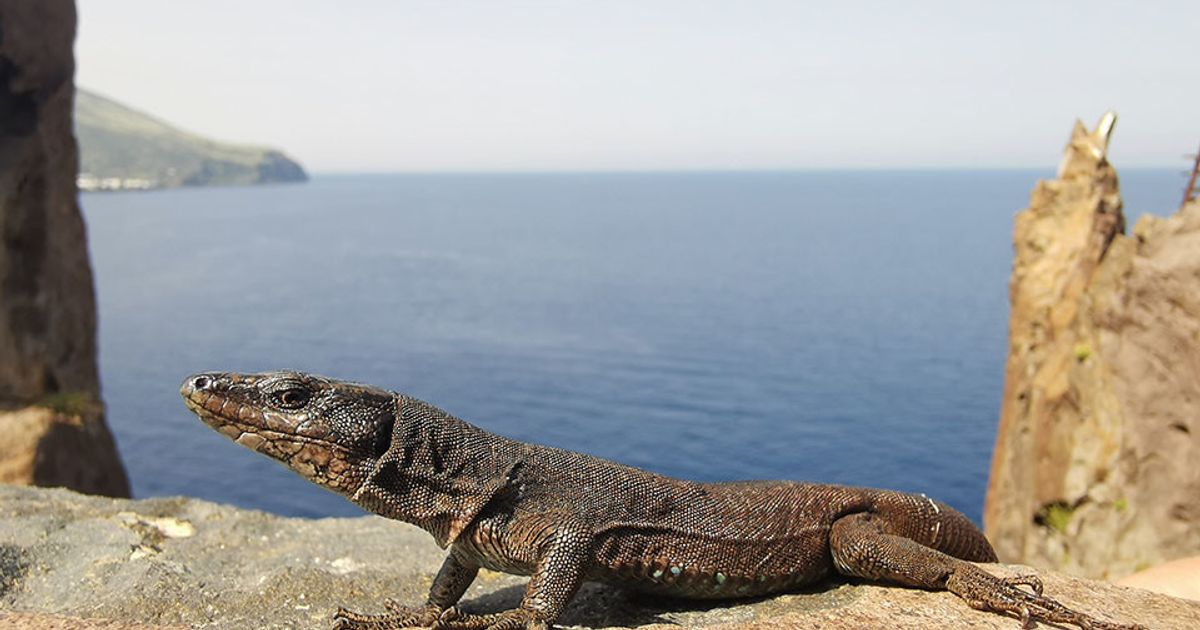 Corsa contro il tempo per salvare la lucertola delle Eolie
