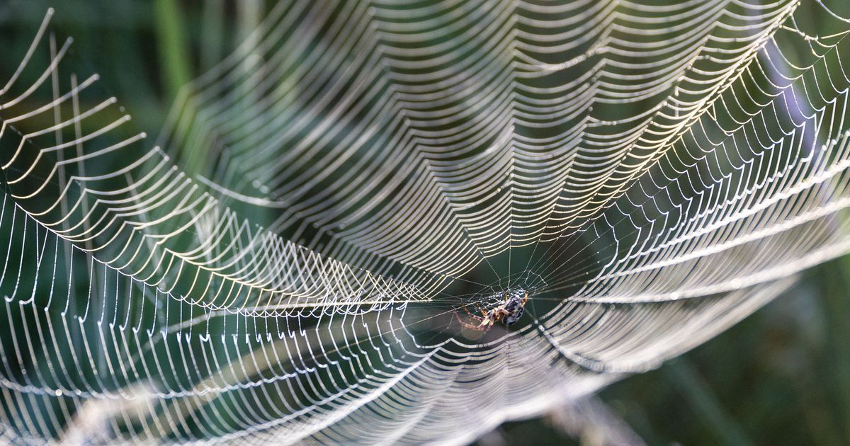 Seta di ragno filata da bachi ogm. Sei volte più resistente del kevlar